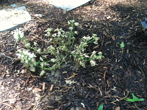Real Estate: Getting a mulch delivery? First, give it a smell - The ...