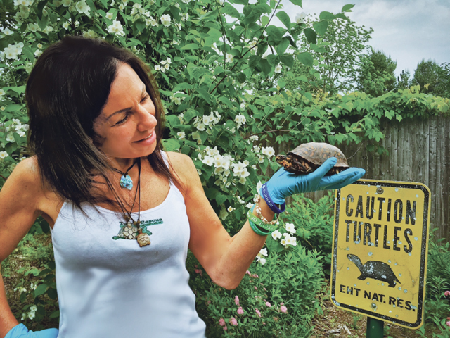 Turtle Rescue of the Hamptons passes milestone of 1,500 rescued turtles ...