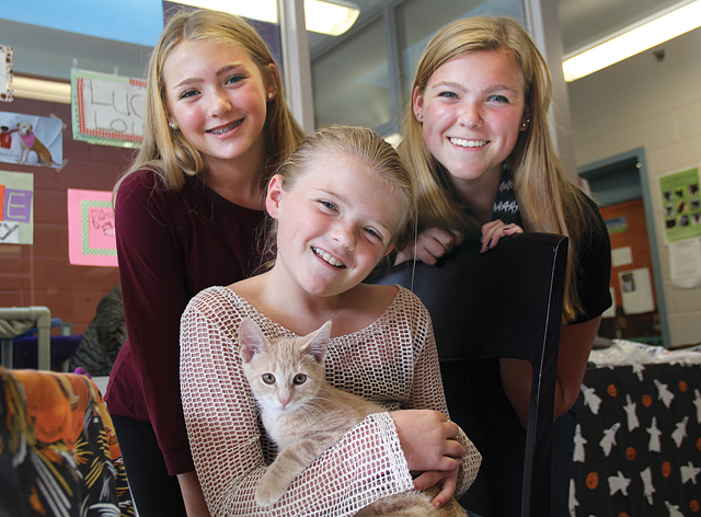 Willy the kitten finds a home following rescue - The Suffolk Times Archives