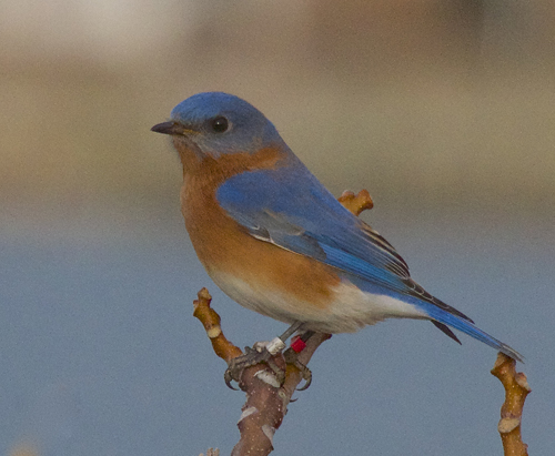 Help bring the North Fork’s bluebird species back to life - The Suffolk ...